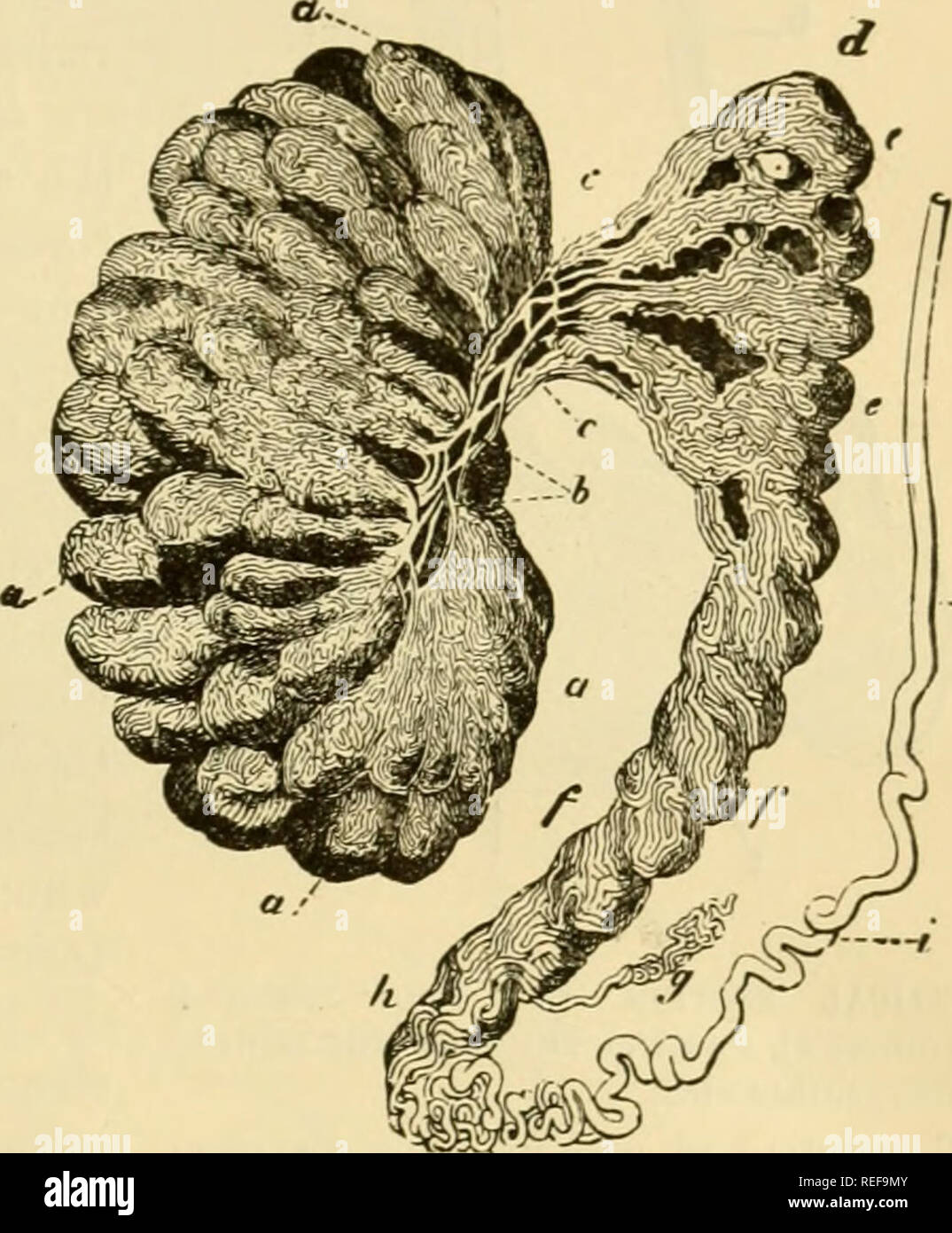 Vasa Recta High Resolution Stock Photography and Images - Alamy