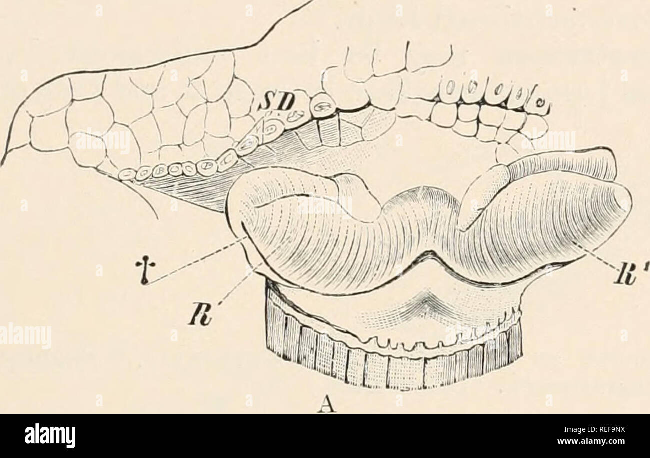 Dermal denticles hi-res stock photography and images - Alamy