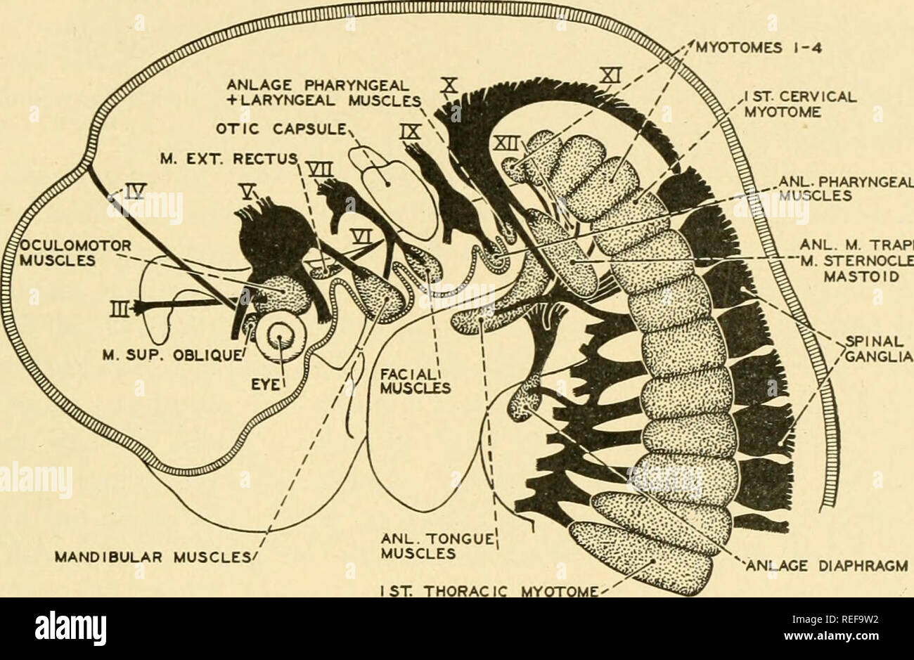 Visceral arches hi-res stock photography and images - Alamy