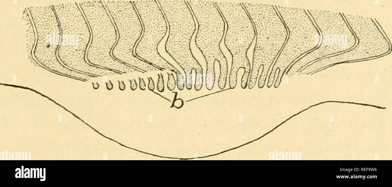 Appendicular vein hi-res stock photography and images - Alamy