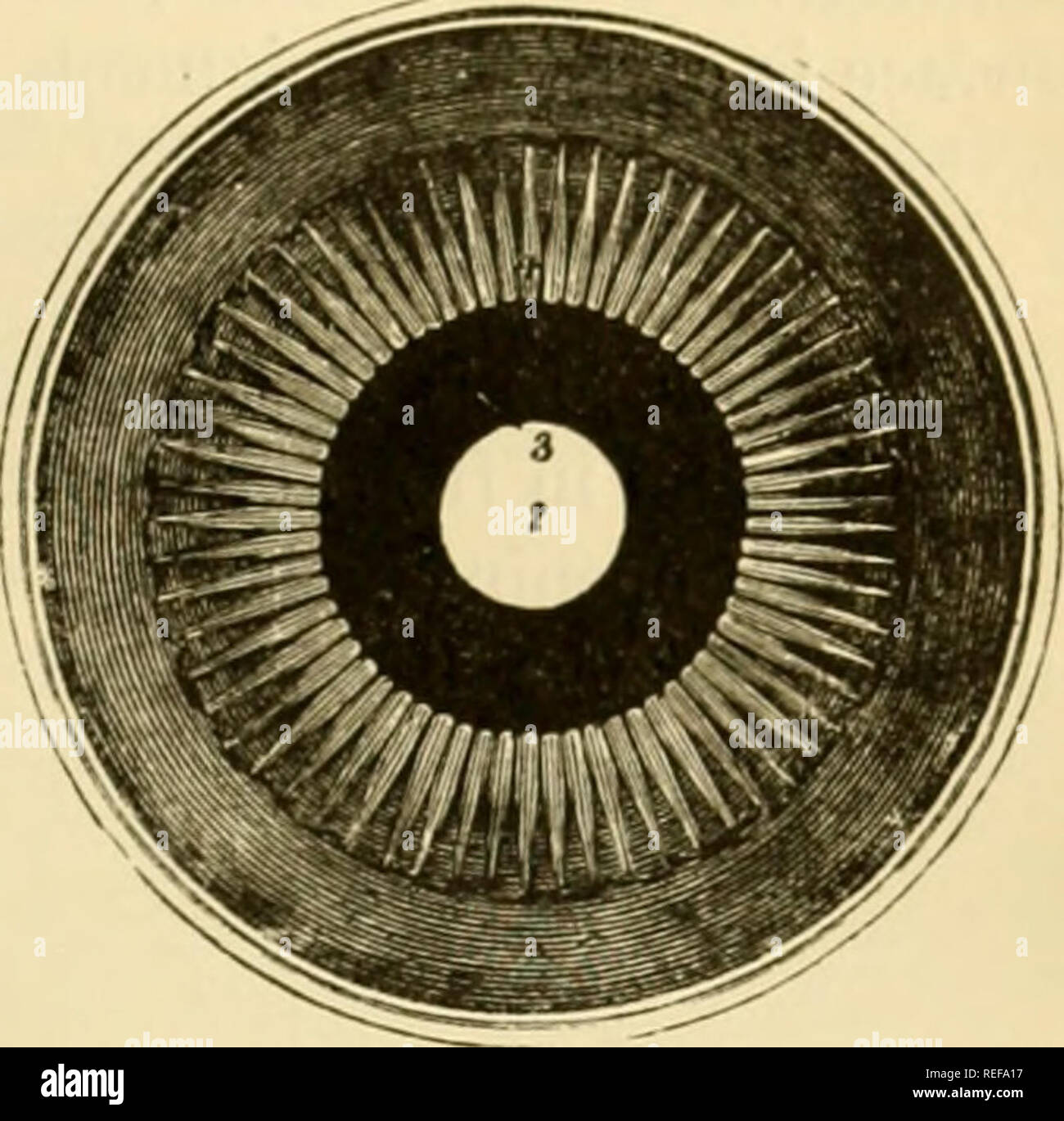 . The comparative anatomy of the domesticated animals. Horses ...