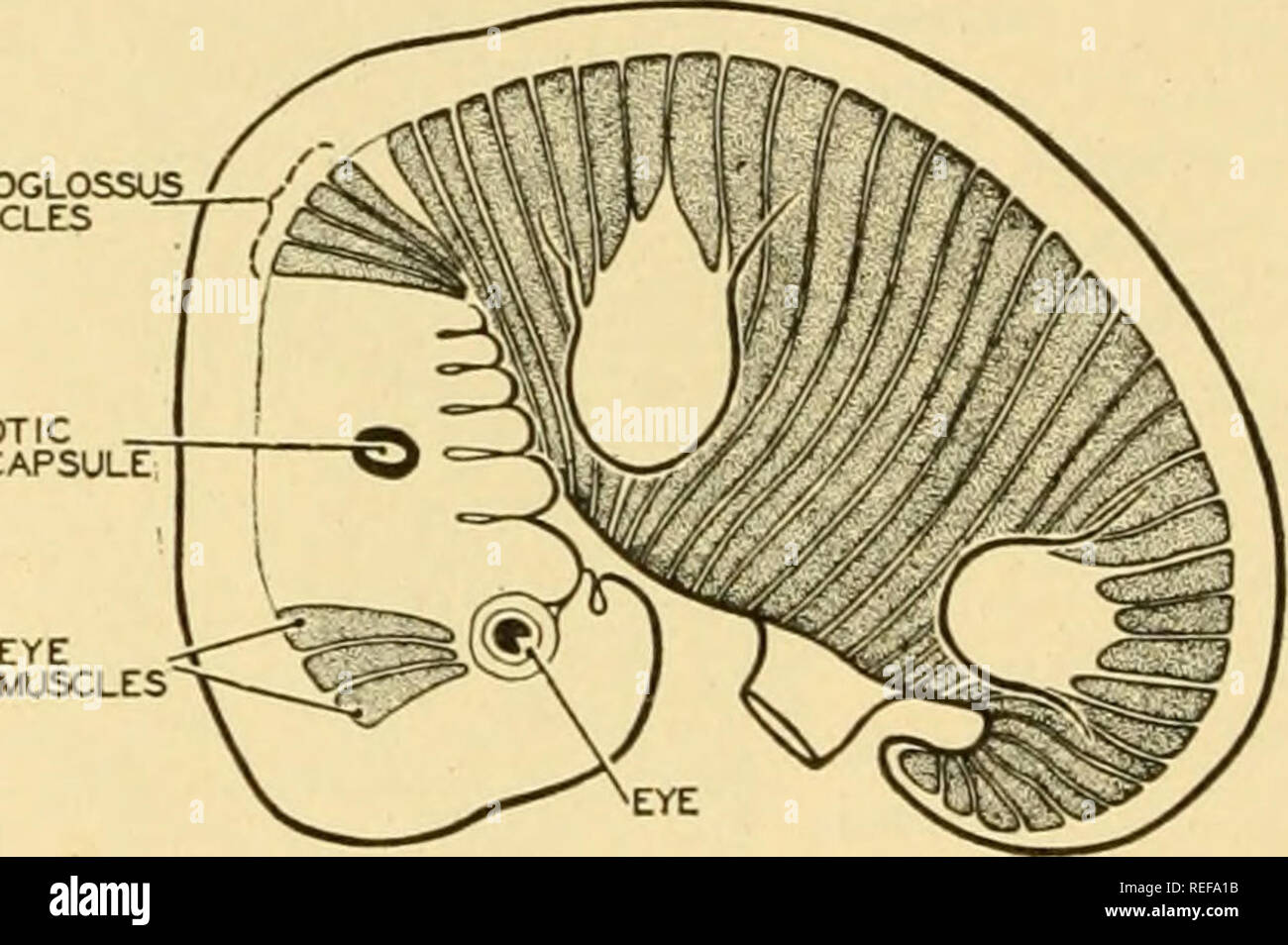 . Comparative anatomy. Anatomy, Comparative. HYPOGLOSSUS. C^ REPTILE D ...