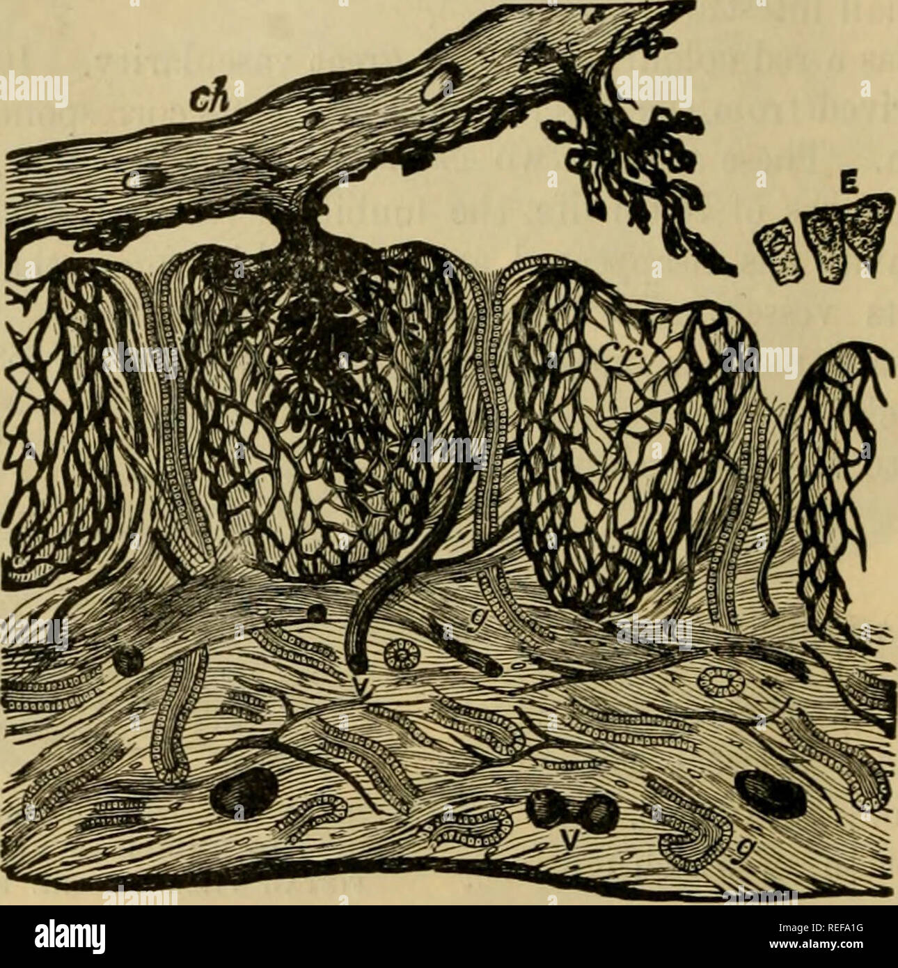 Placental anatomy hi-res stock photography and images - Alamy