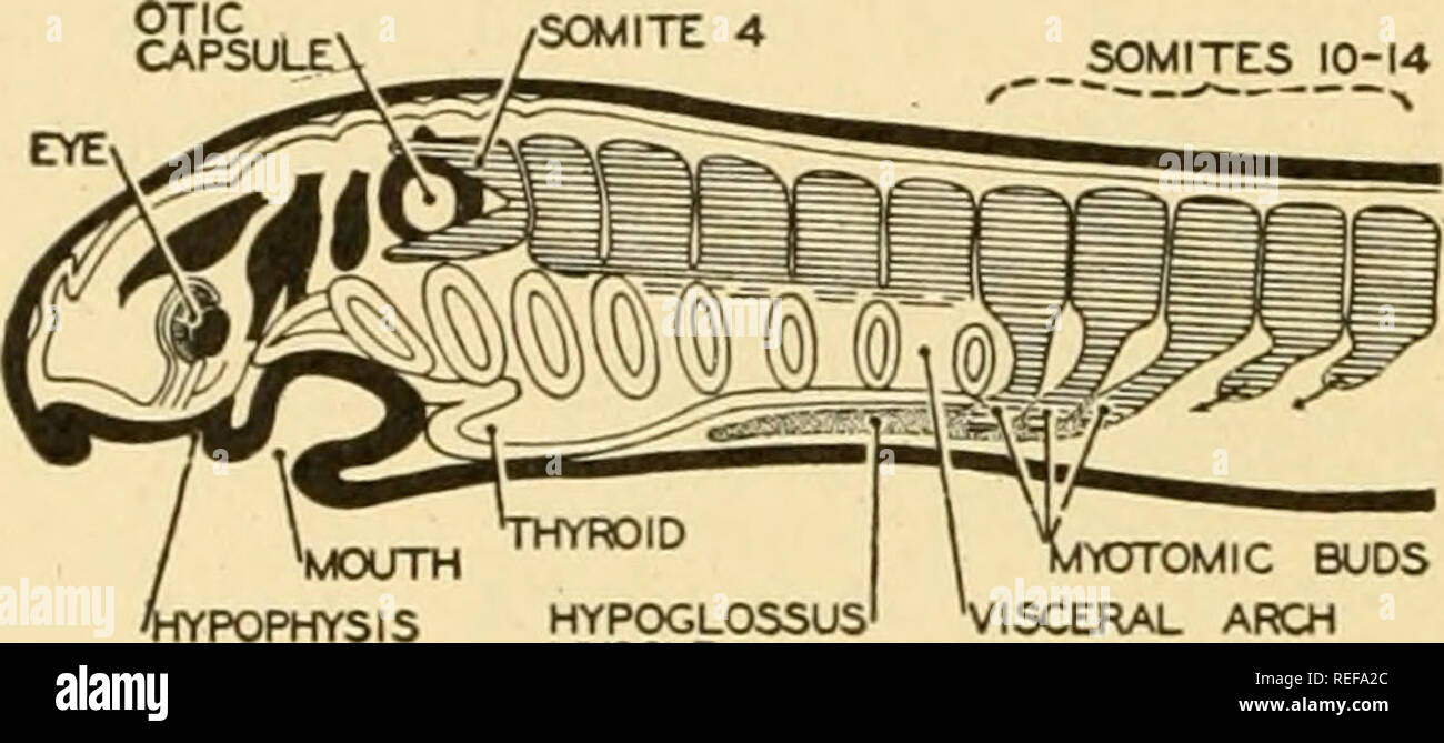 . Comparative anatomy. Anatomy, Comparative. 288 COMPARATIVE ANATOMY ...