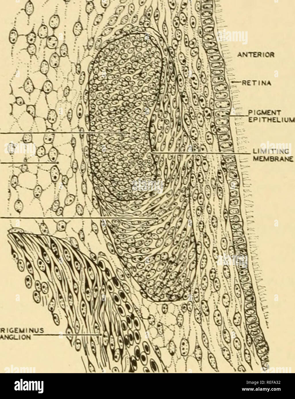 . Comparative anatomy. Anatomy, Comparative. 286 COMPARATRE ANATOMY ...