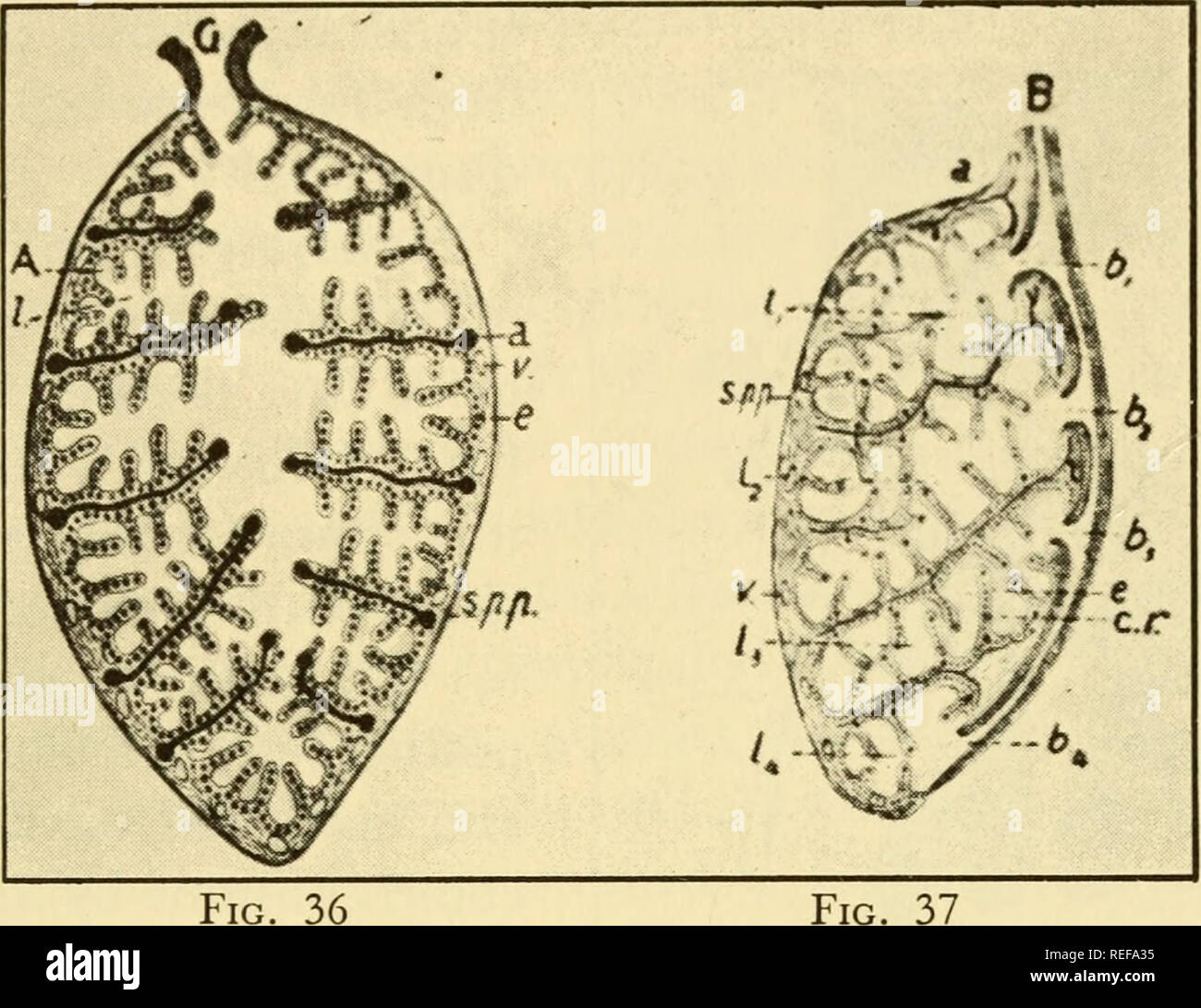 Simple testudo hi-res stock photography and images - Alamy