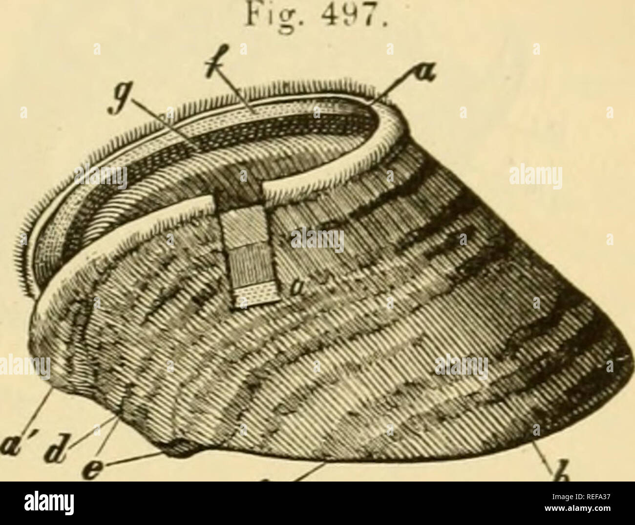 Skin Maceration High Resolution Stock Photography and Images - Alamy