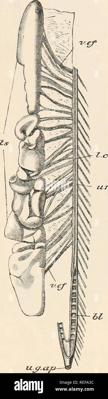 . Comparative anatomy of vertebrates. Anatomy, Comparative; Vertebrates ...