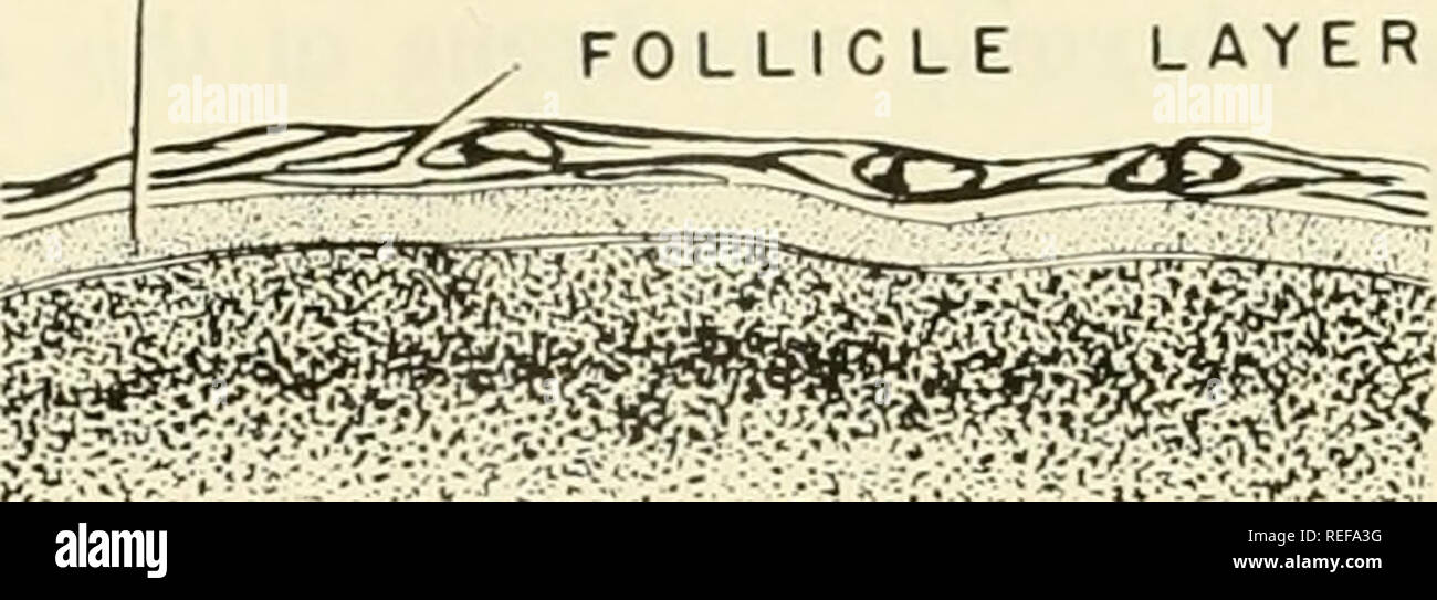 Vitelline Membrane High Resolution Stock Photography and Images - Alamy