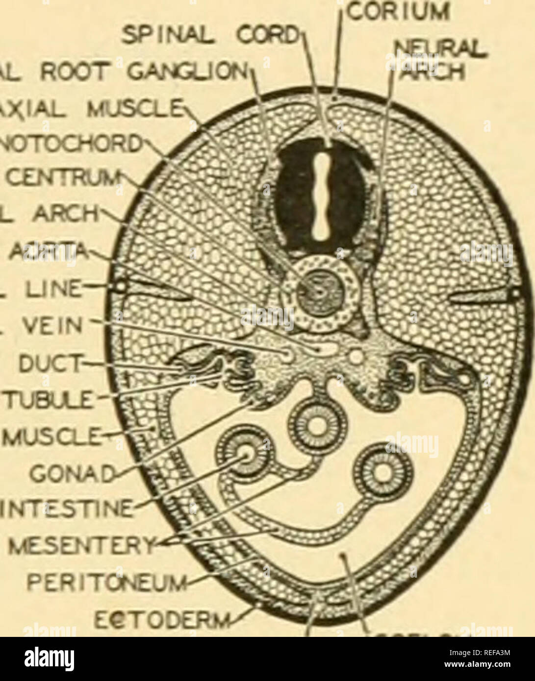 . Comparative anatomy. Anatomy, Comparative. SPINAL DORSAL ROOT ...