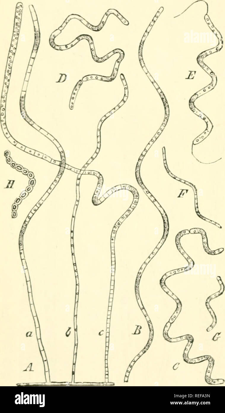 Zoogloea hi-res stock photography and images - Alamy