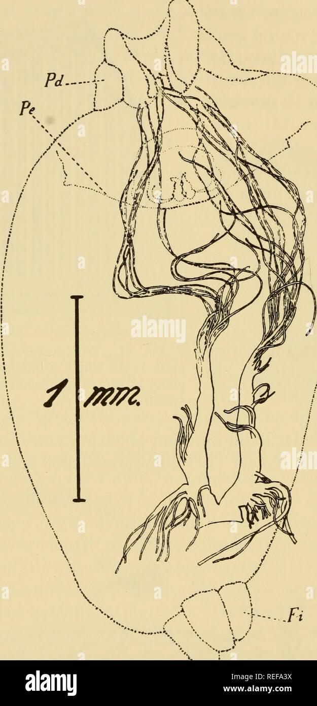 Cutaneous respiration hi-res stock photography and images - Alamy