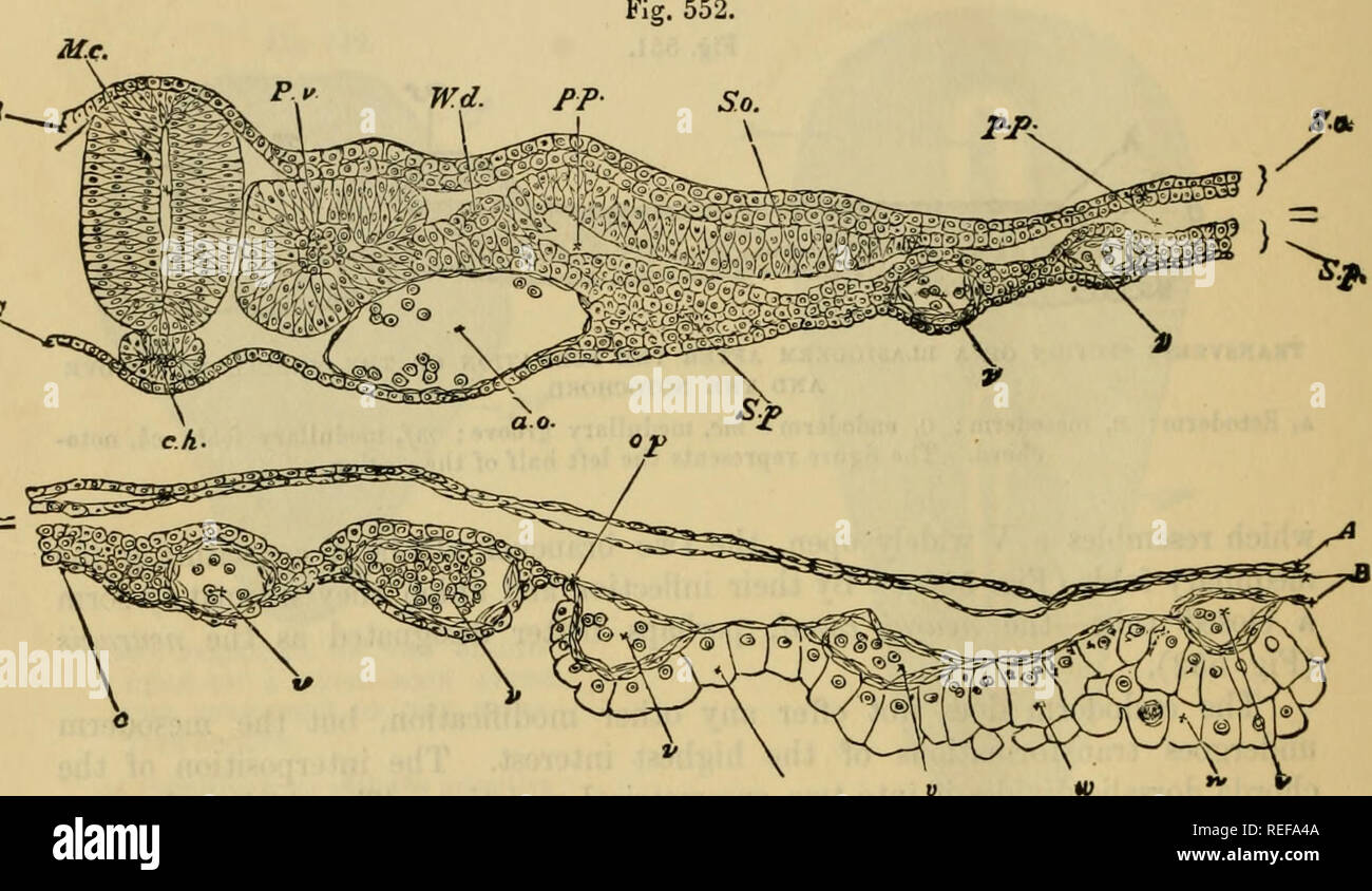 . The comparative anatomy of the domesticated animals. Veterinary ...