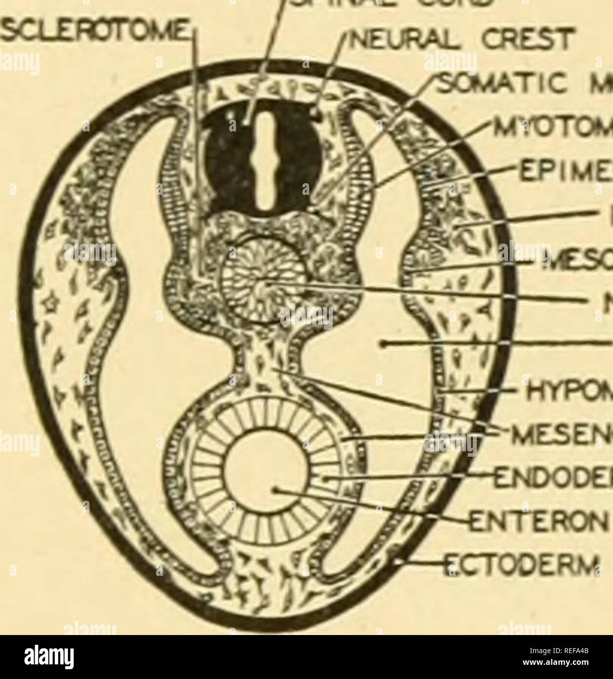 Dermatome hi-res stock photography and images - Alamy