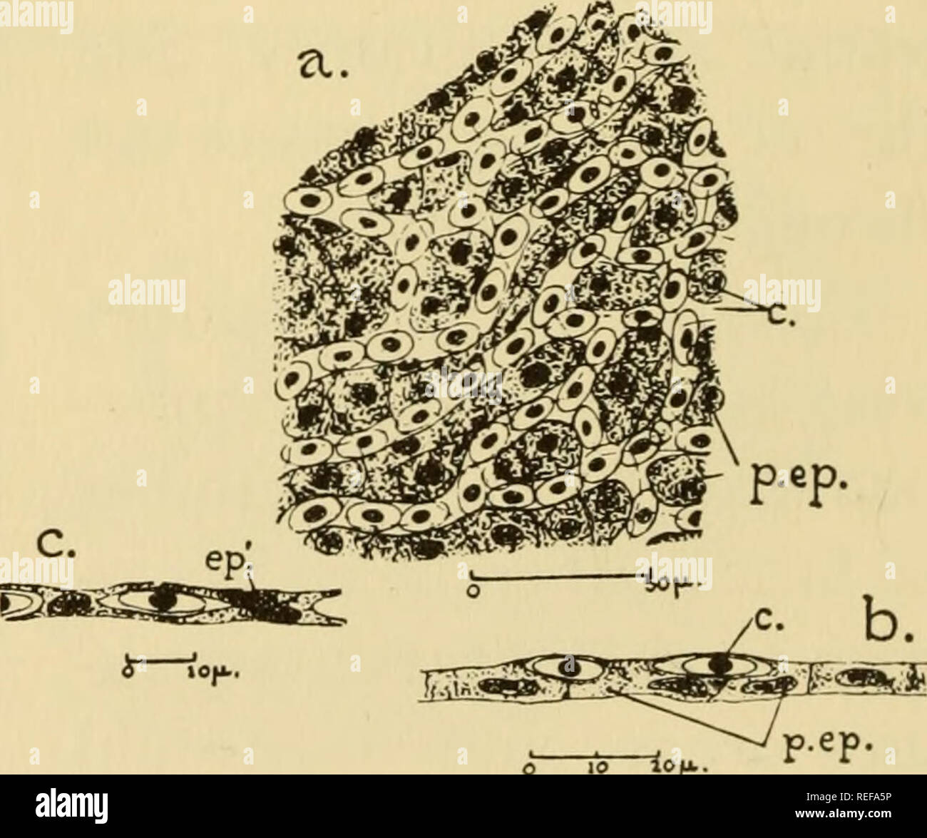 Alveolar duct hi-res stock photography and images - Alamy