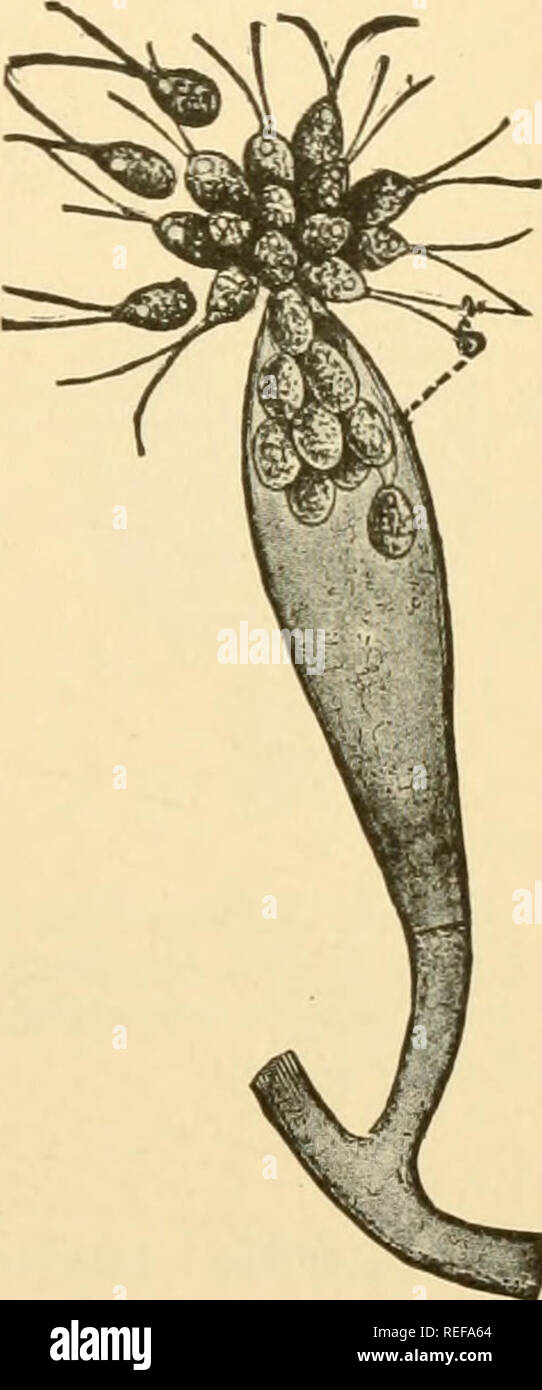 . Comparative morphology of Fungi. Fungi. CHAPTER III FRUCTIFICATIONS ...