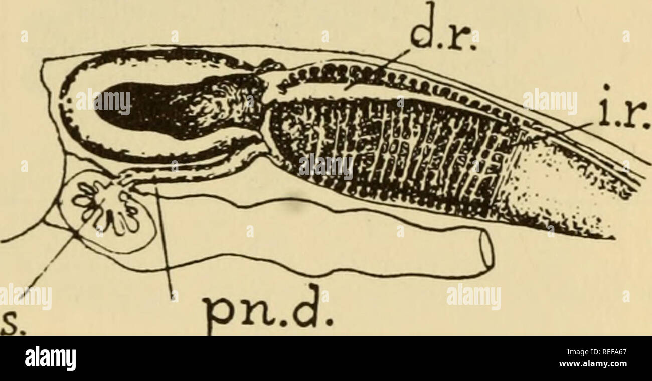 . The comparative physiology of respiratory mechanisms. Respiration. 50 ...