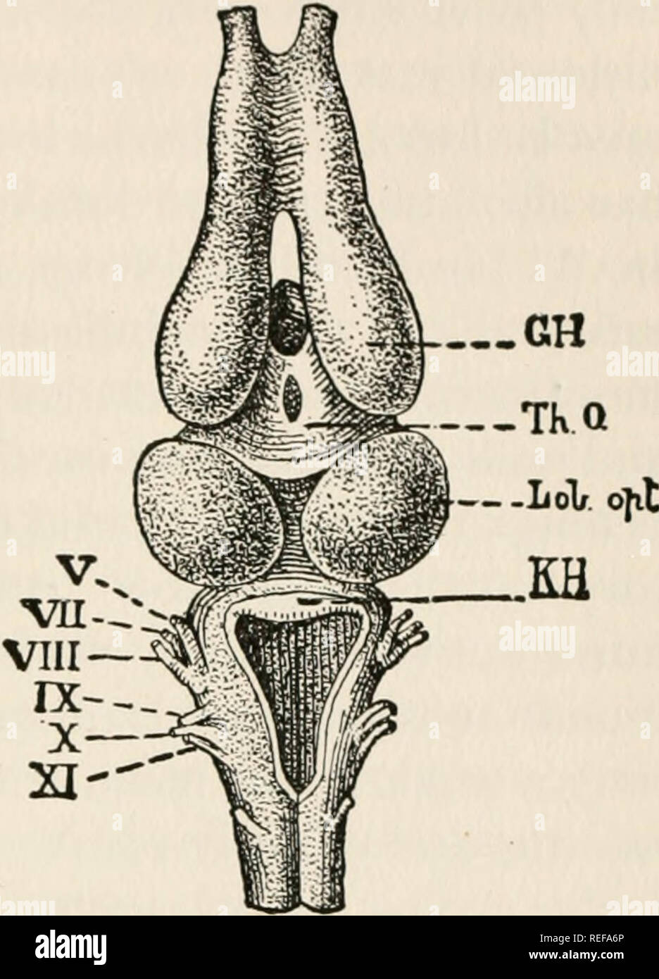. Comparative physiology of the brain and comparative psychology. Brain ...