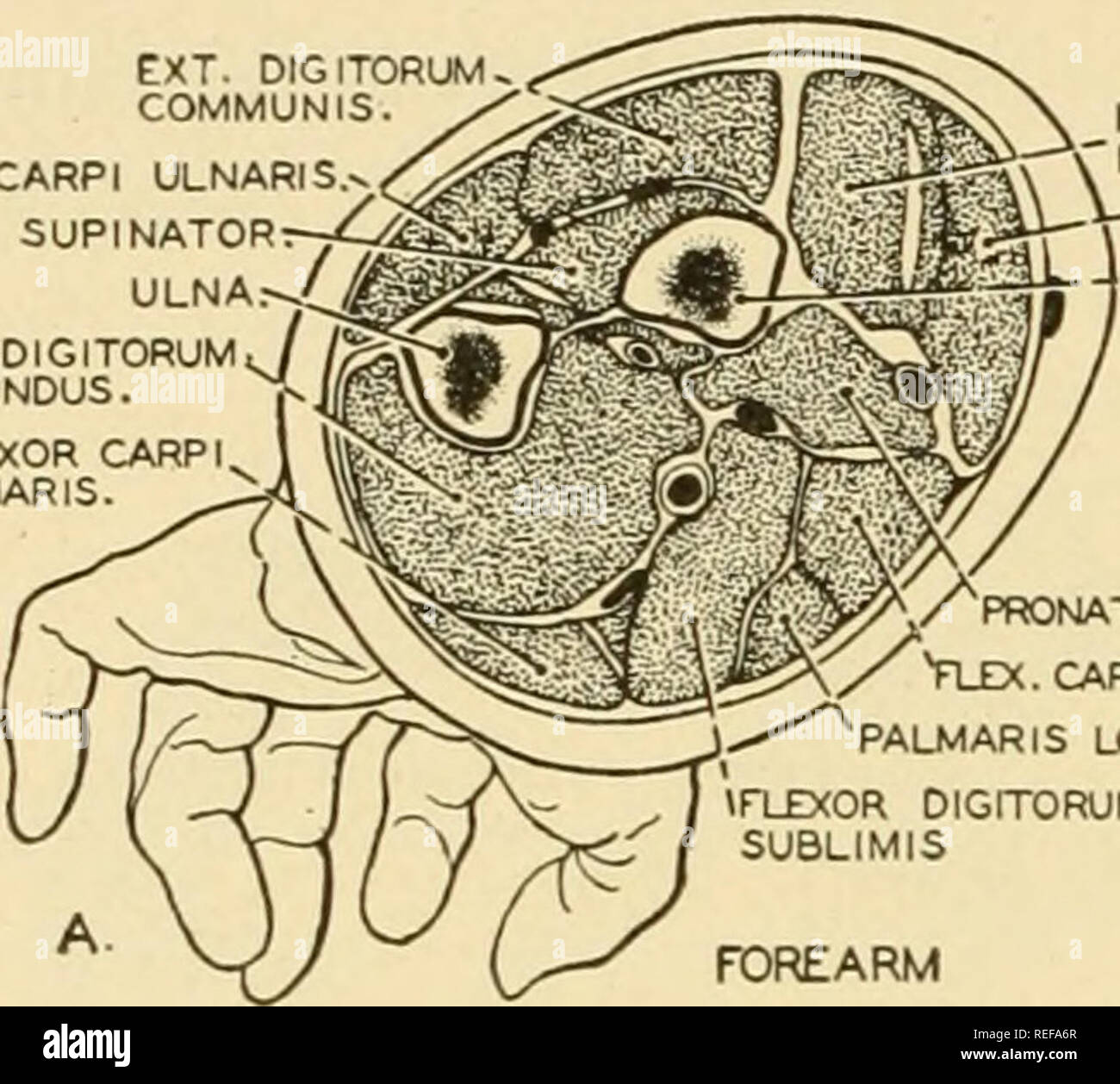 . Comparative anatomy. Anatomy, Comparative. 282 COMPARATIVE ANATOMY ...
