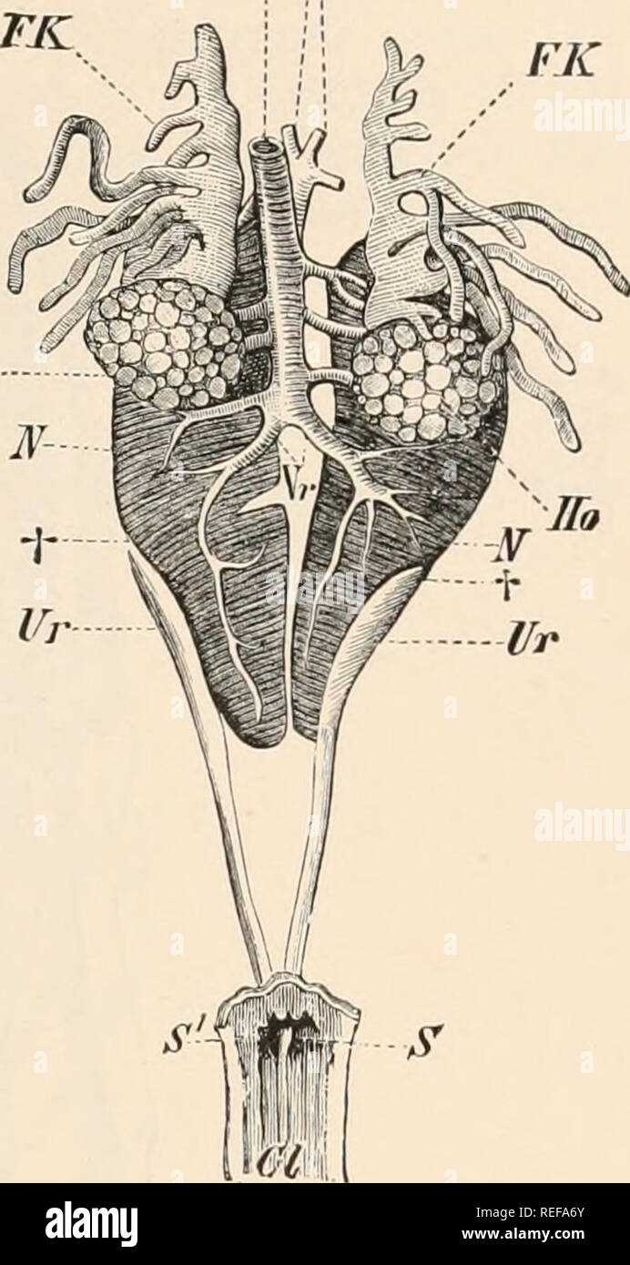 Gymnophiona hi-res stock photography and images - Alamy