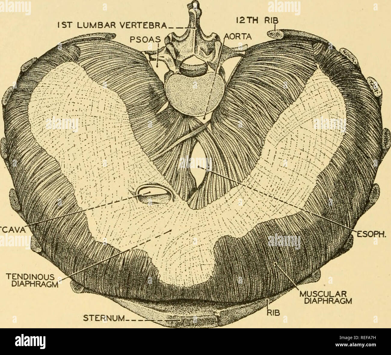 Transversus Thoracis
