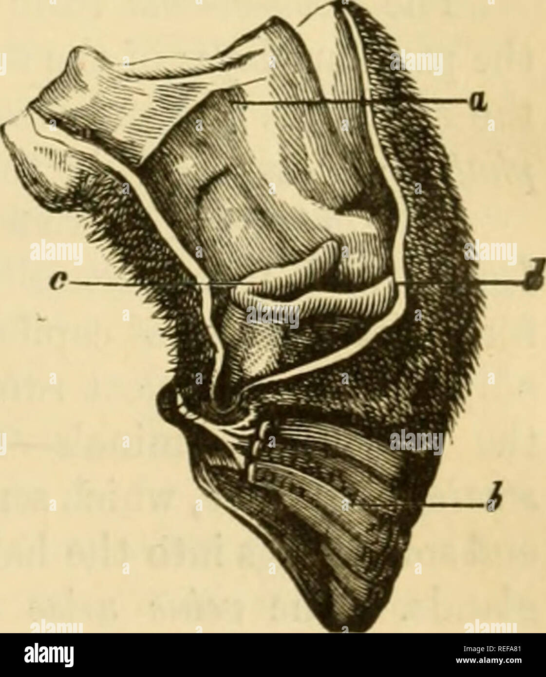 . The comparative anatomy of the domesticated animals. Horses ...