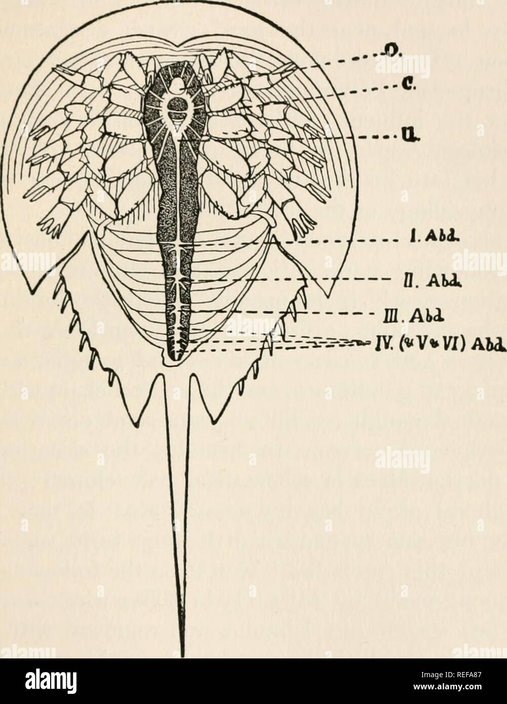 . Comparative physiology of the brain and comparative psychology. Brain ...