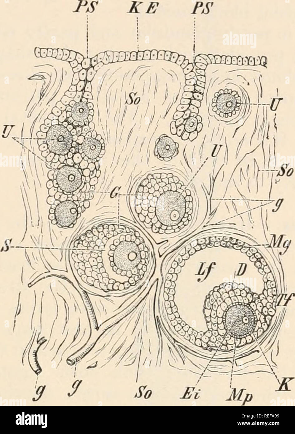 . Comparative anatomy of vertebrates. Anatomy, Comparative; Vertebrates ...