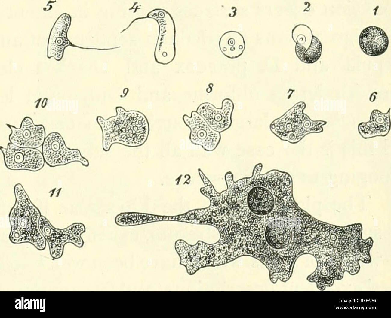 . Comparative morphology and biology of the fungi, mycetozoa and ...