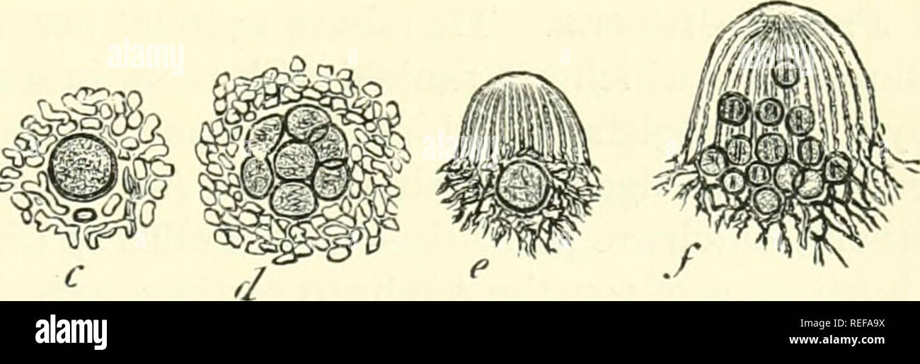 . Comparative morphology and biology of the fungi, mycetozoa and ...