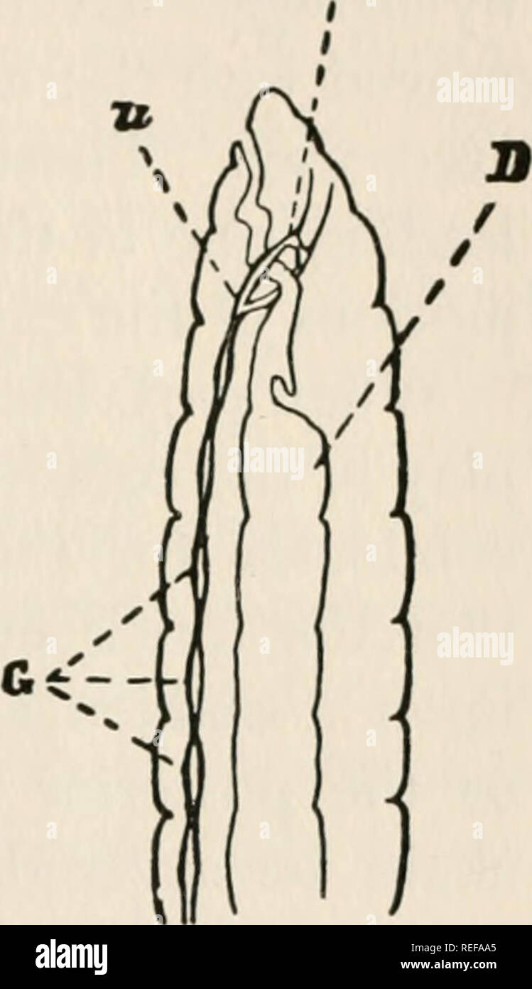 . Comparative physiology of the brain and comparative psychology. Brain ...