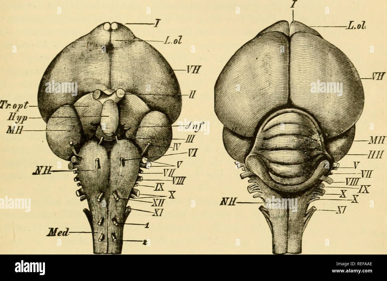Tentorium Cerebelli