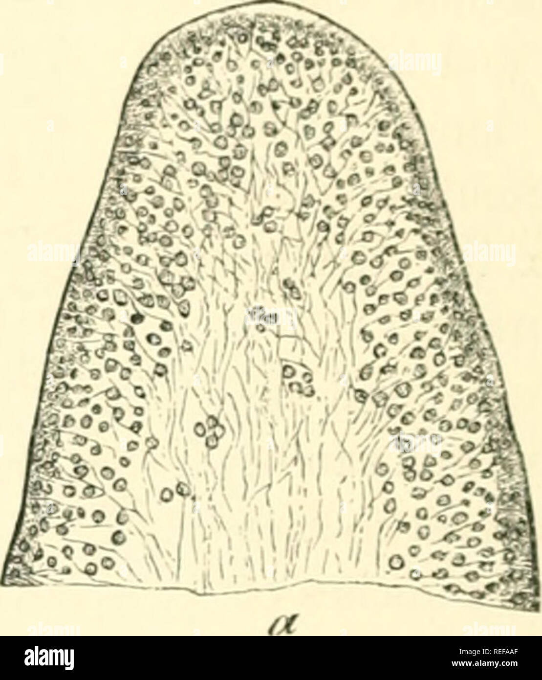 . Comparative morphology and biology of the fungi, mycetozoa and ...
