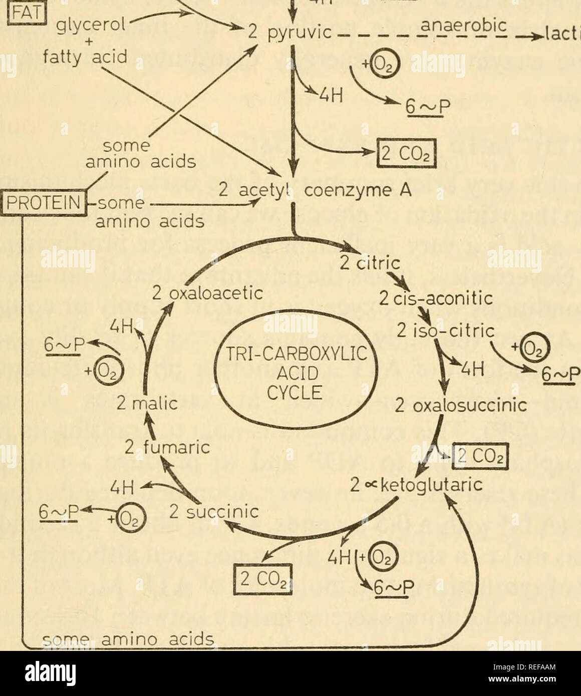 . Comparative physiology of vertebrate respiration. Vertebrates ...