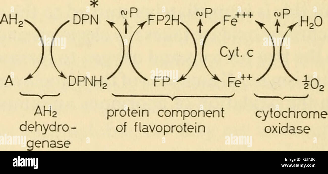 . Comparative physiology of vertebrate respiration. Vertebrates ...