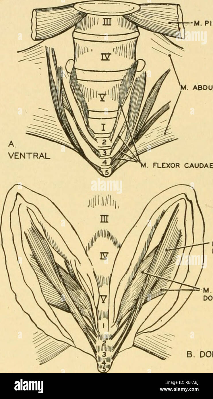 . Comparative anatomy. Anatomy, Comparative. 272 COMPARATIVE ANATOMY ...