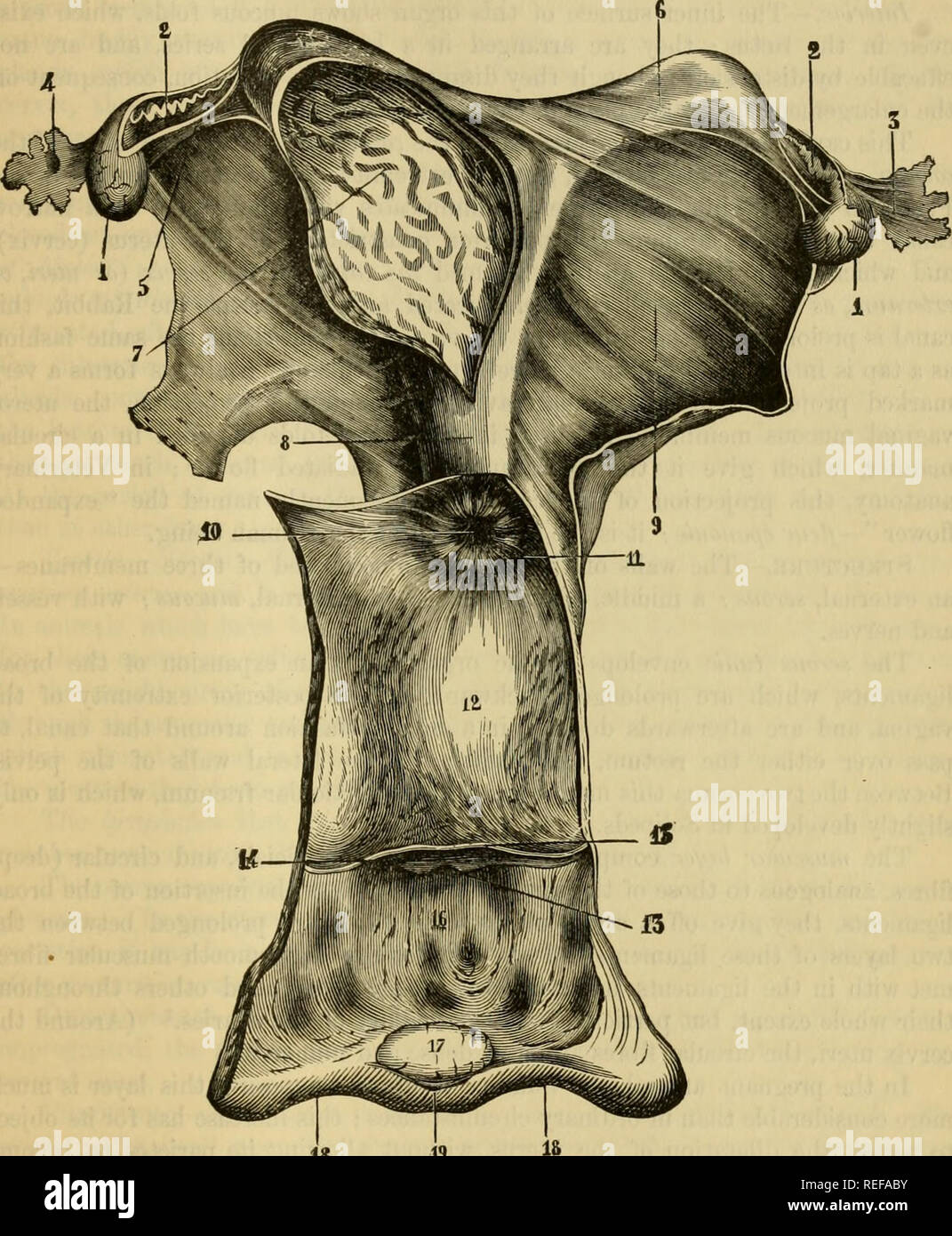 Layers of the fallopian tubes hi-res stock photography and images - Alamy