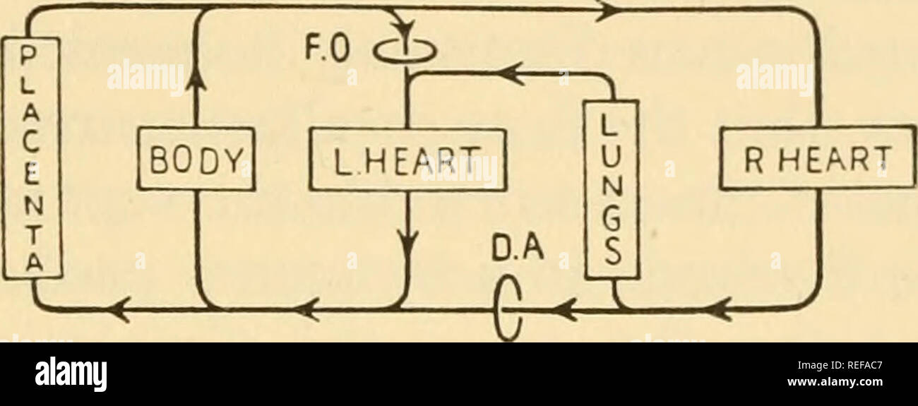 . Comparative physiology of vertebrate respiration. Vertebrates ...
