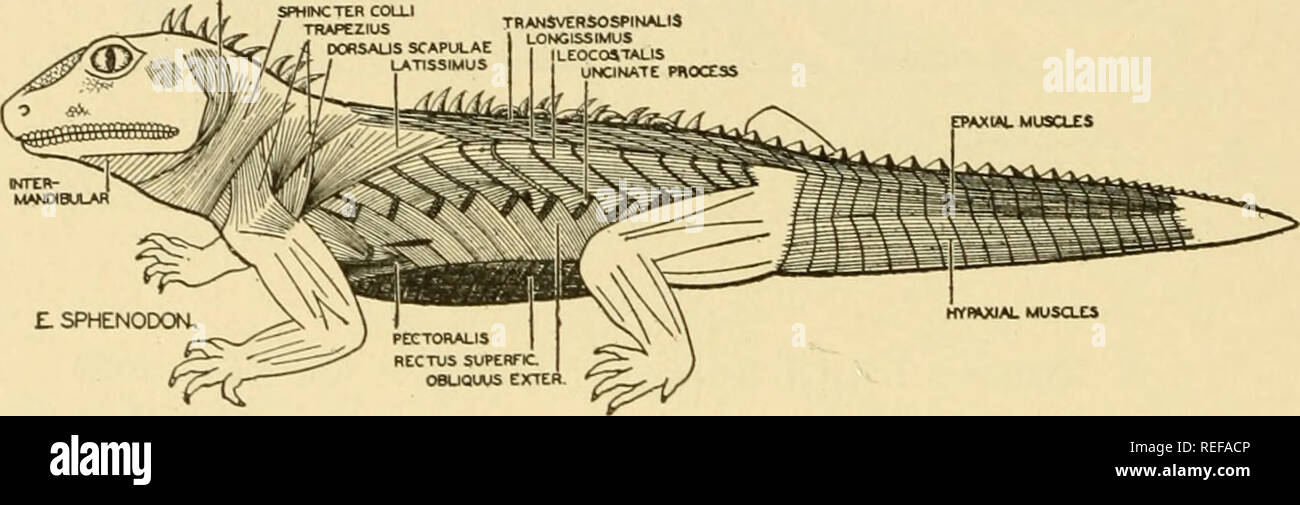 Uncinate process hi-res stock photography and images - Alamy