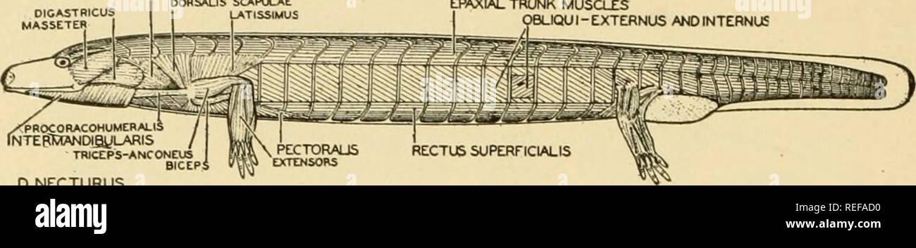 . Comparative anatomy. Anatomy, Comparative. 270 COMPARATIVE ANATOMY ...