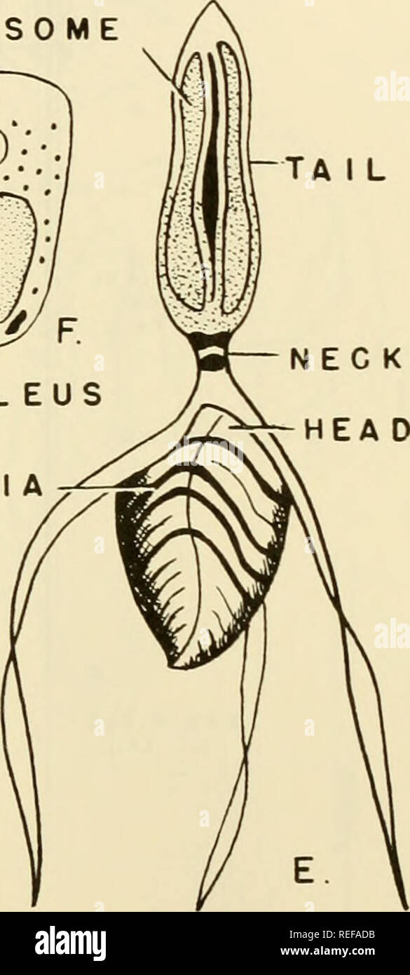 . Comparative embryology of the vertebrates; with 2057 drawings and ...