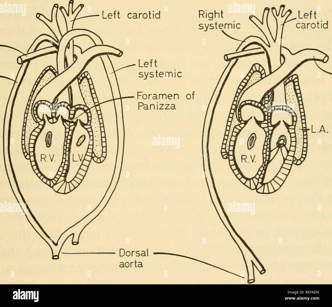 Alligator Heart Anatomy