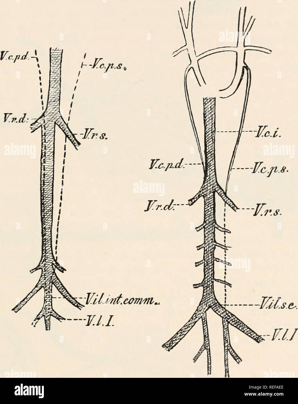 Embryonic kidney hi-res stock photography and images - Alamy
