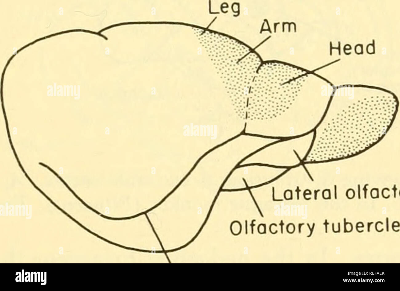Olfactory tubercle hi-res stock photography and images - Alamy