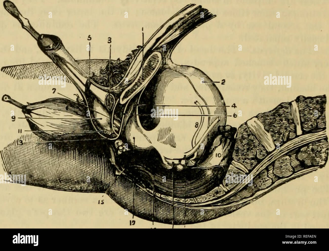 Testicles Anatomy High Resolution Stock Photography and Images - Alamy