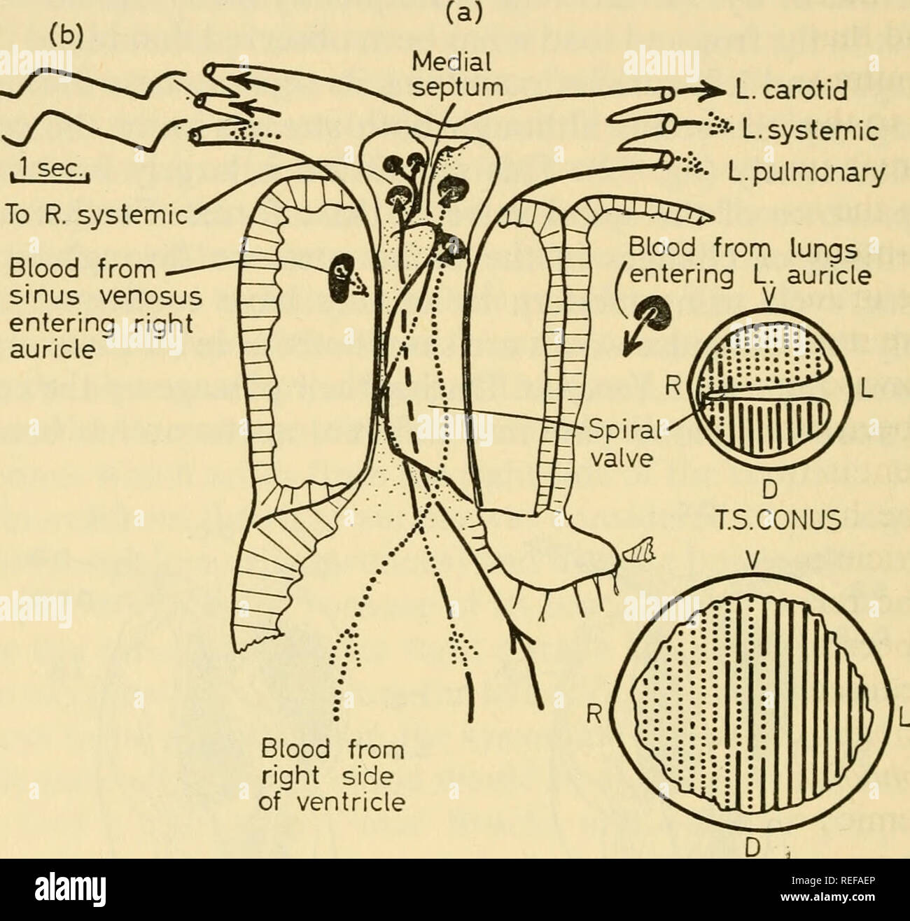 . Comparative physiology of vertebrate respiration. Vertebrates ...