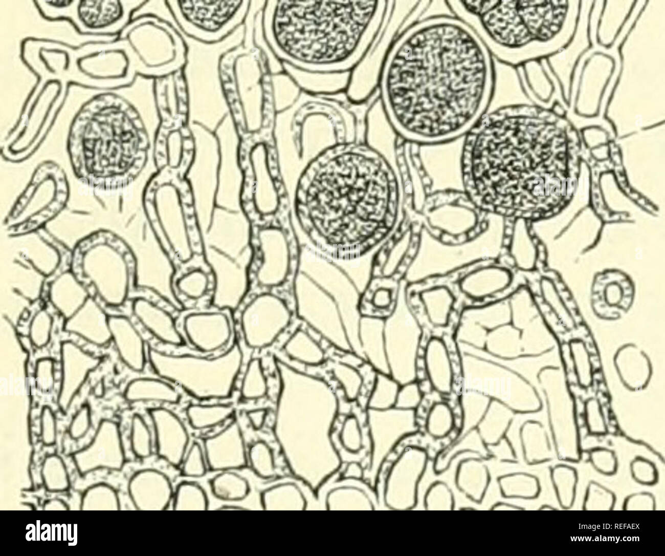 . Comparative morphology and biology of the fungi, mycetozoa and ...