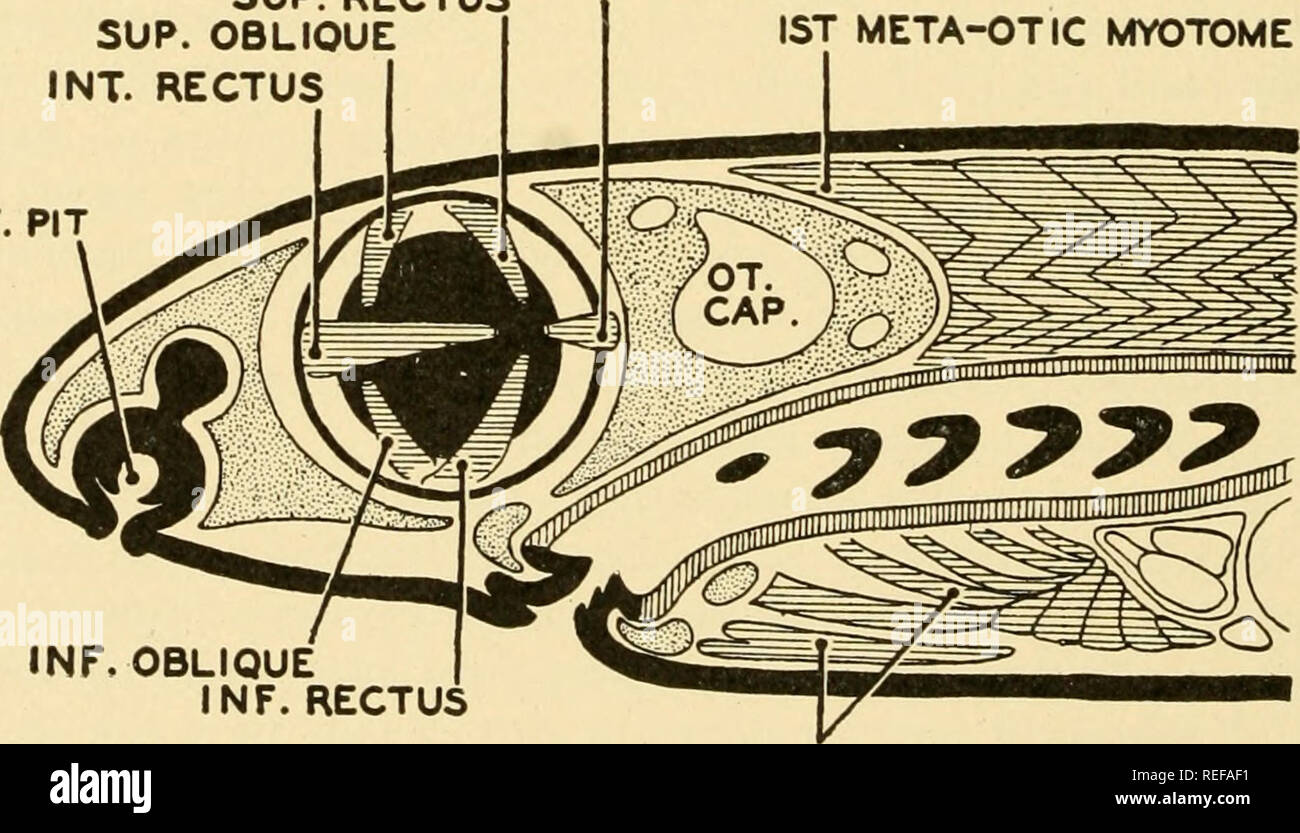 . Comparative anatomy. Anatomy, Comparative. THYROID ANTERIOR CAV ...