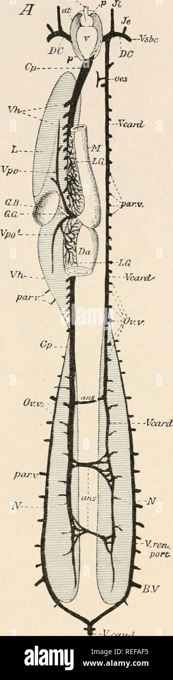 Portal venous system hi-res stock photography and images - Alamy
