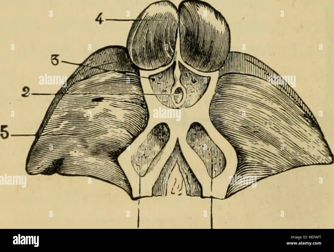 . The comparative anatomy of the domesticated animals. Veterinary ...